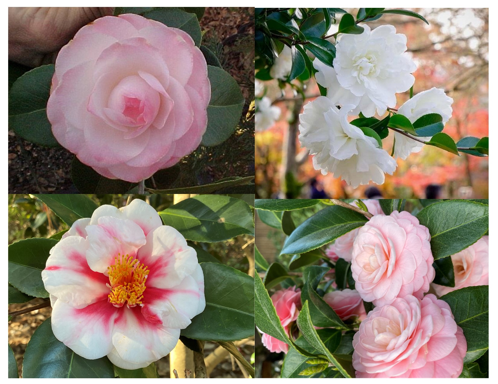 Office of Testing Services - Statesboro Campus