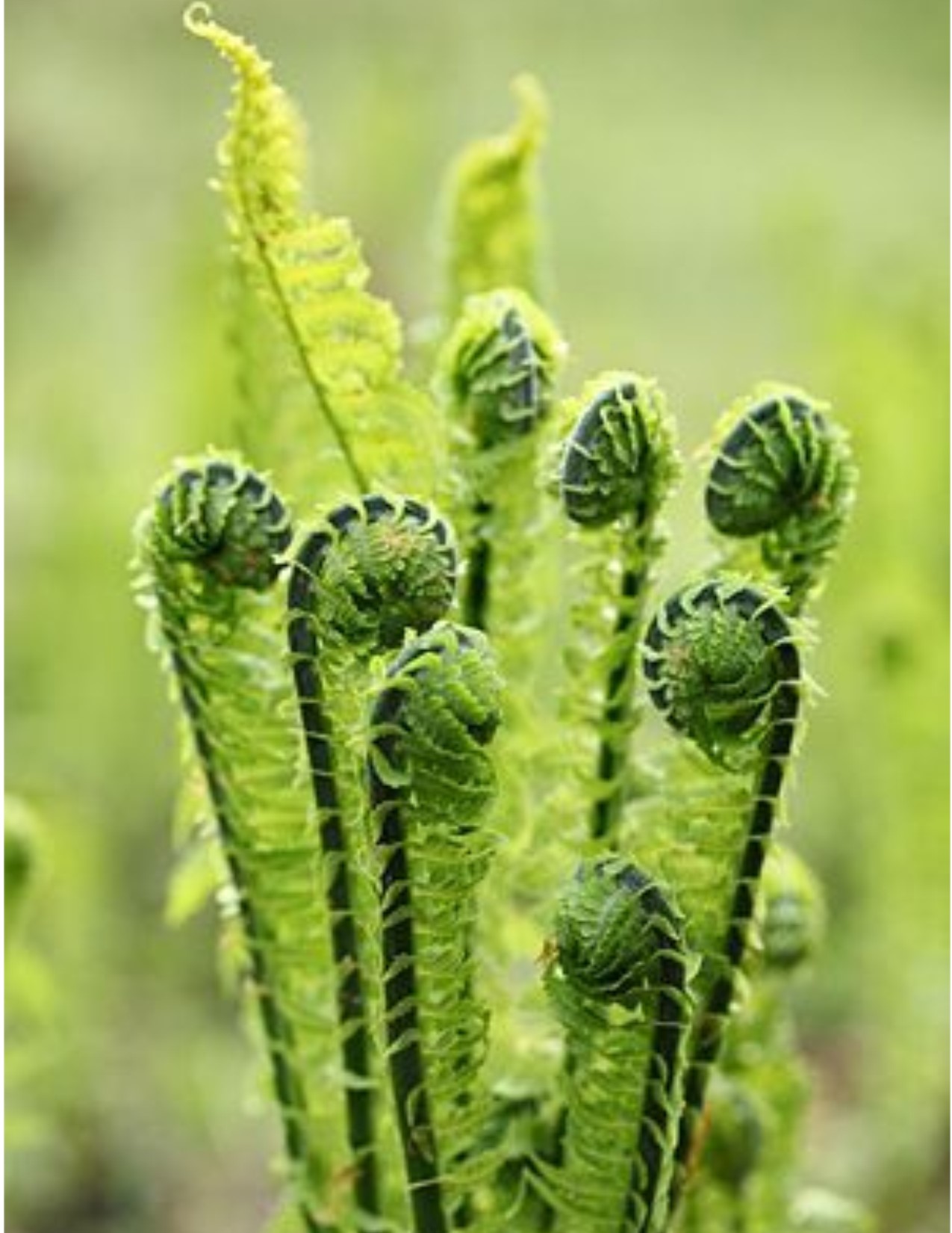 Office of Testing Services - Statesboro Campus